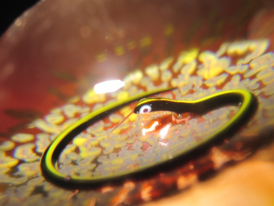 paperweight Harold Hacker & Carpenter SNAKE - 2 1/8" diam 1 5/8" tall ...