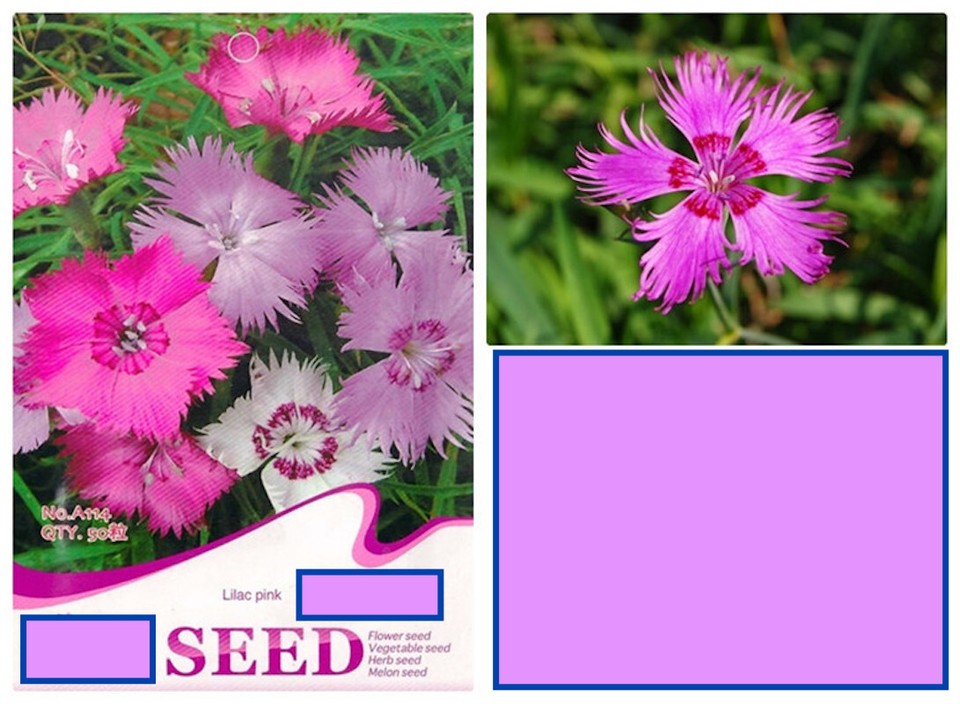 20 EXOTIC RARE CARNATION SEEDS for garden flower beds plant bush USA ...