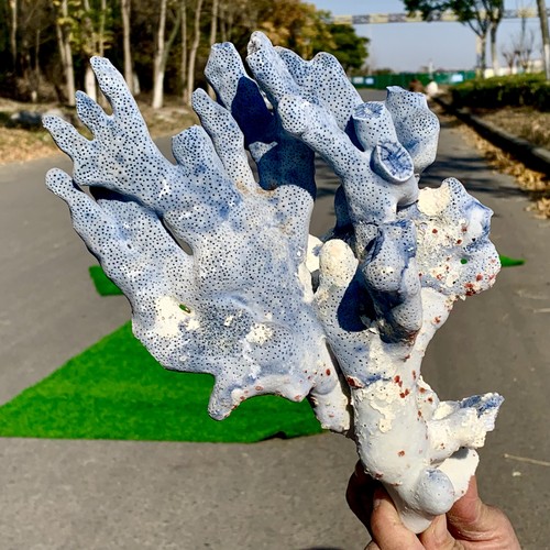 3.02LB Natural Blue Coral Reef Cluster Marine Mineral Crystal Specimen ...