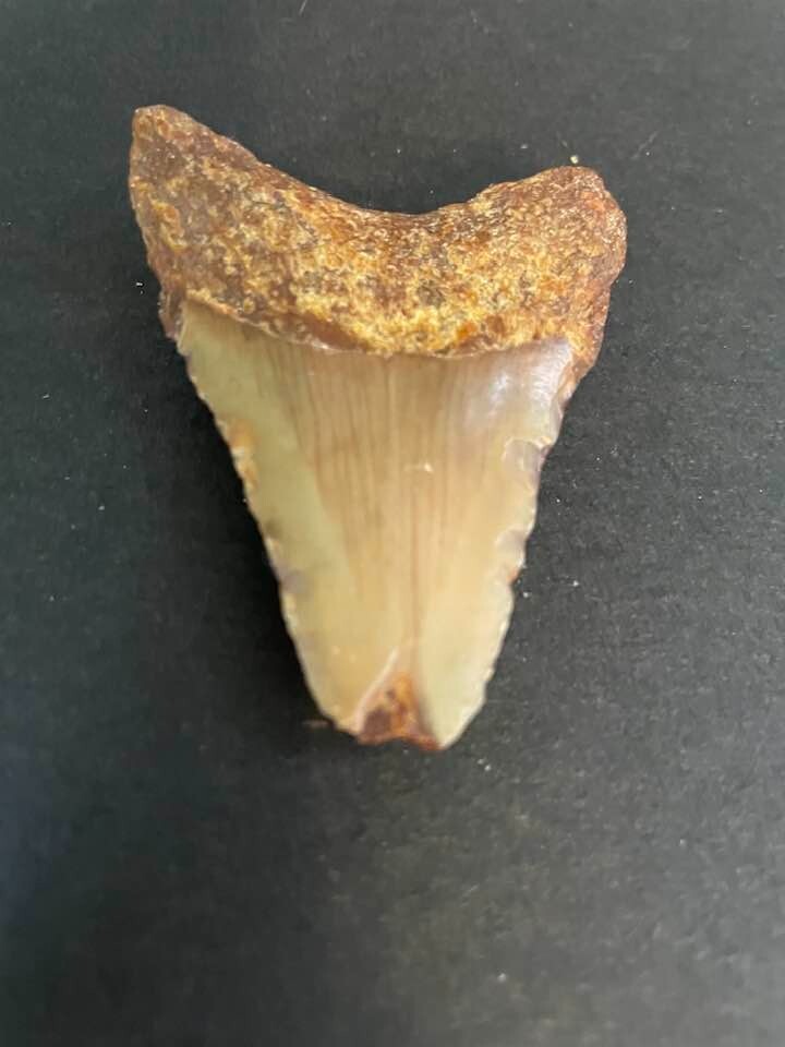 Small Megalodon Tooth from Chile/Peru | eBay
