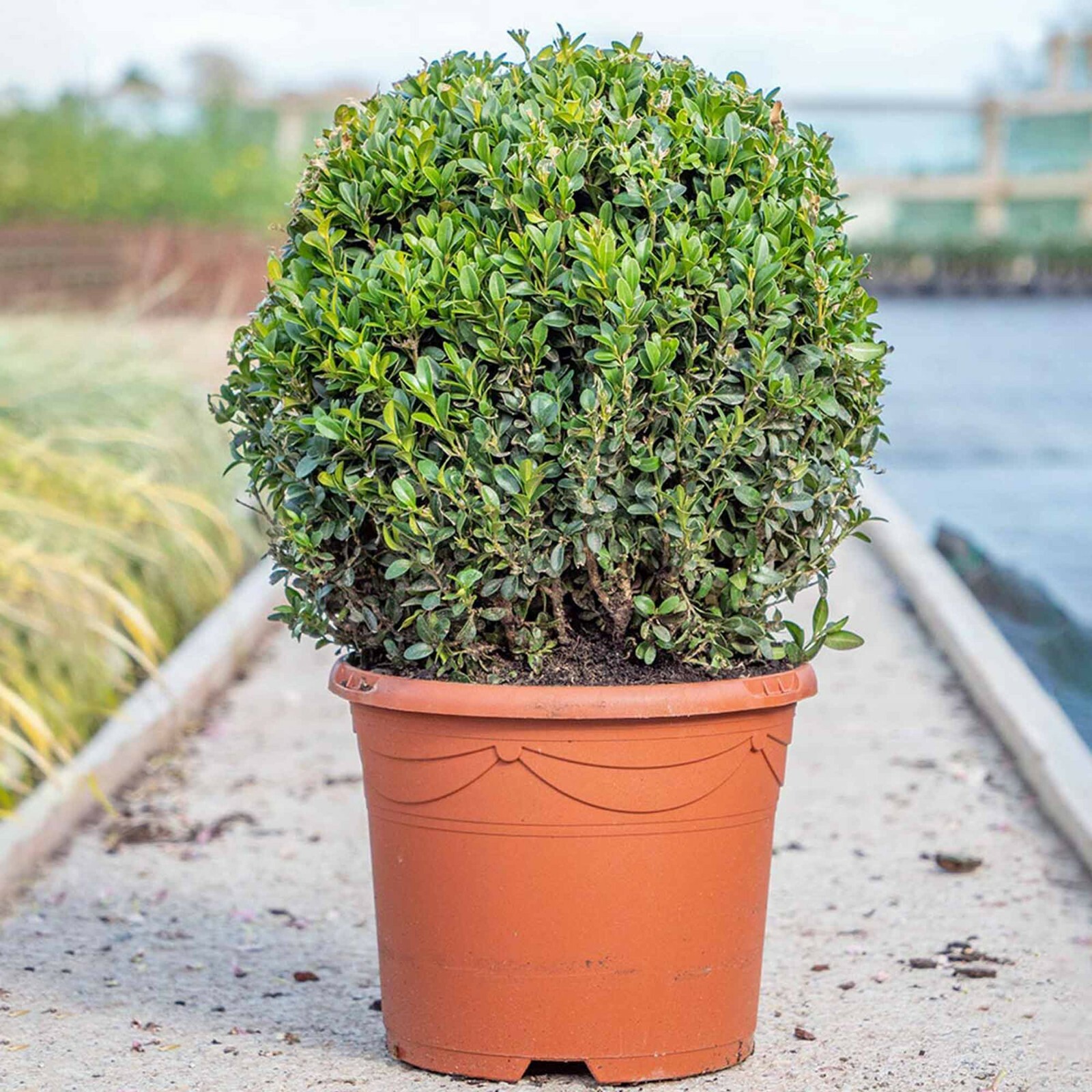 Box Ball Plant Buxus semperviren Topiary Evergreen Shrub 30cm In 2 x ...