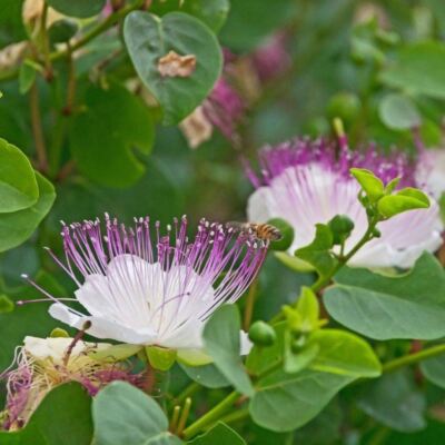 Caper Bush 8 Seeds EDIBLE FRUIT FLOWER medicinal herb BERRIES easy ...