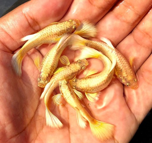 1 TRIO LIVE GUPPY FISH FULL GOLD 24K HIGH QUALITY USA SELLER - 1 MALE 2 ...