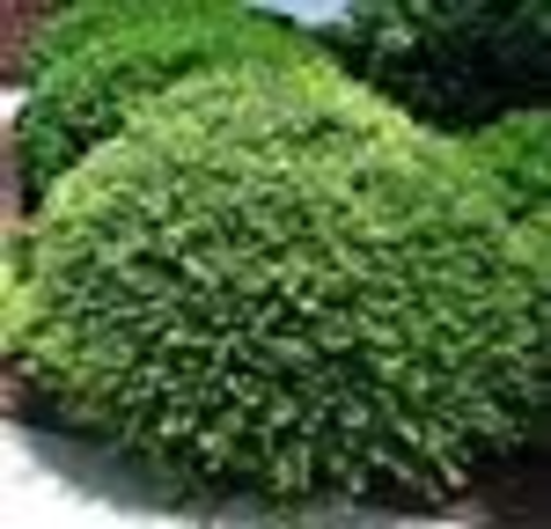 Heller's Japanese Holly (Ilex crenata 'Helleri') | eBay