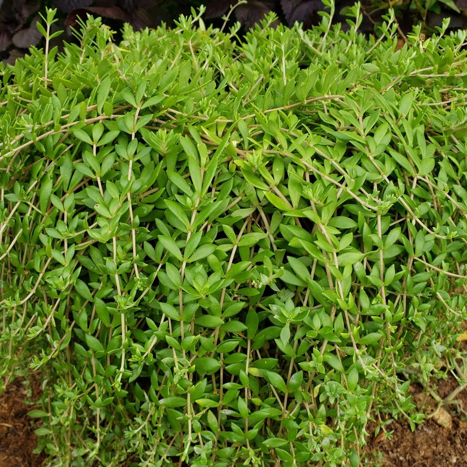 50 Sedum Sarmentosum Creeping Perennial Edible Live Plant Cuttings No ...