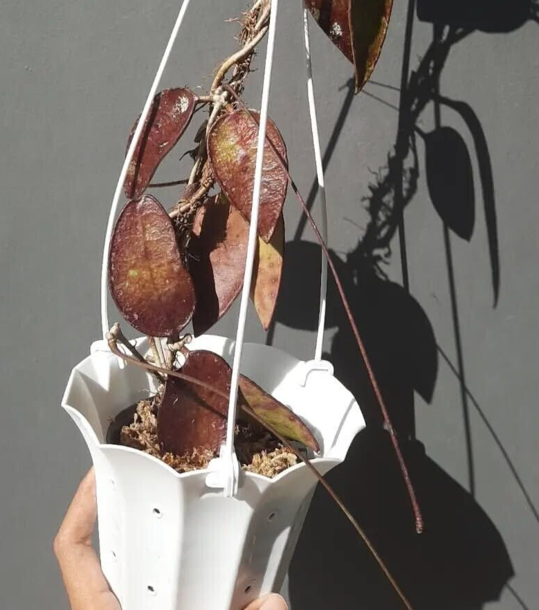 Hoya Benchaii || Wholesale Buy More get Cheaper Price || Fast Shipping ...