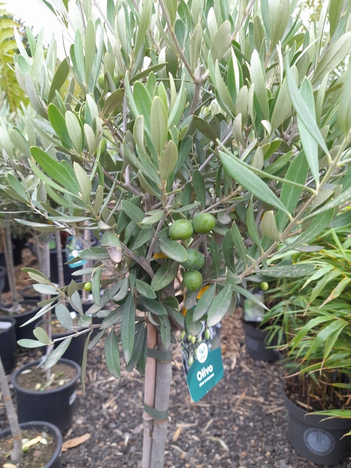 Olive Tree 120cm 10L Mediterranean Patio Plant Amazing Quality ...
