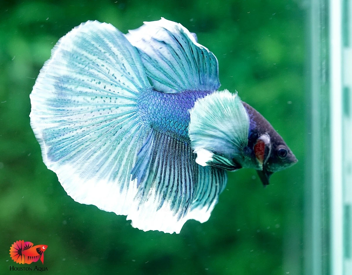 White Elephant Ear Betta