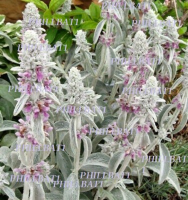 1 BUNNY PLANT Lamb's Ears plant Hardy perennial garden plant / cottage ...
