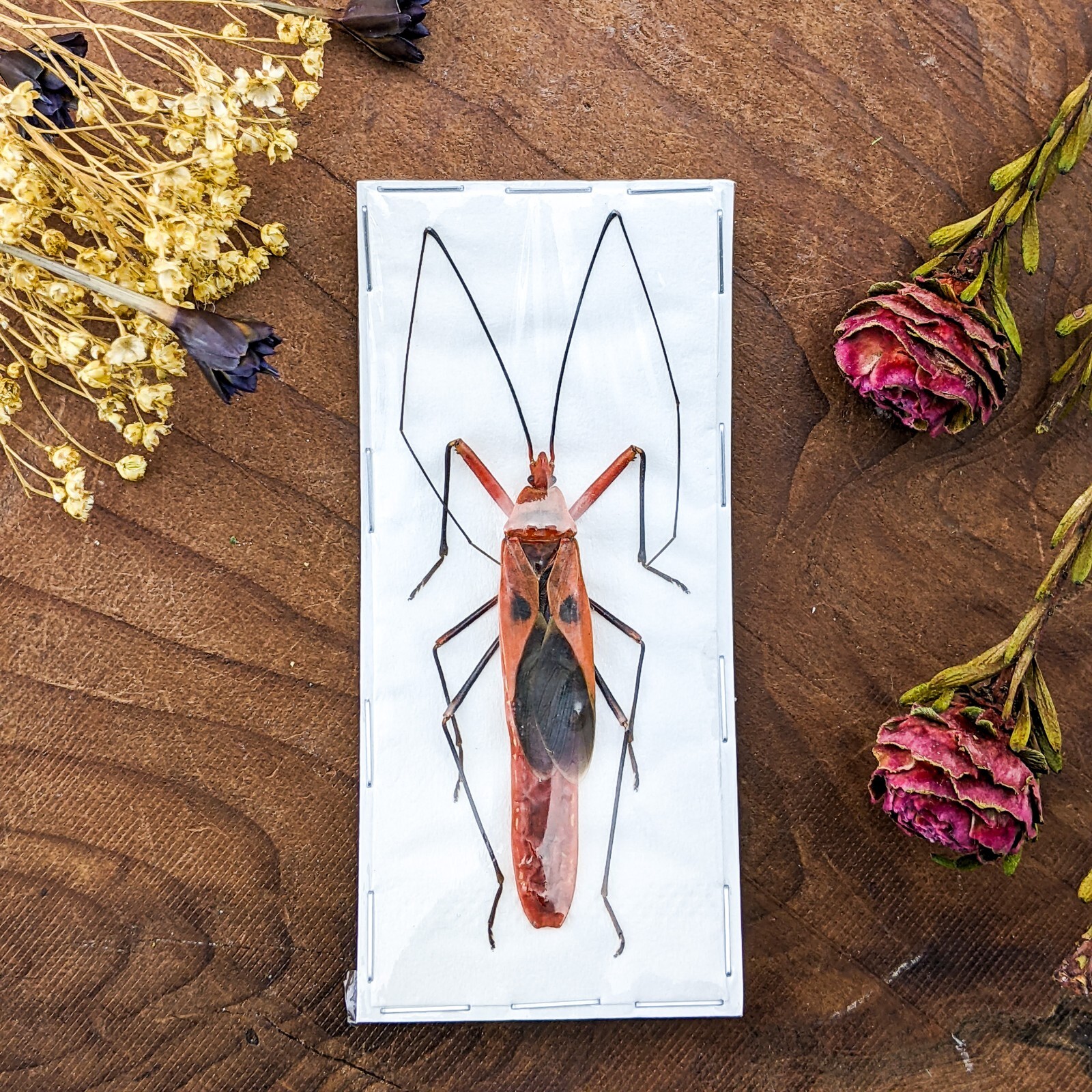 Screaming Face Beetle Insects Entomology Taxidermy Oddities Curiosities ...