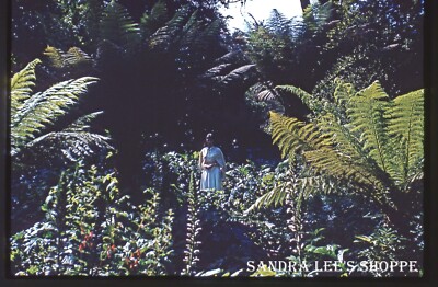 35mm Film Slide 1961 San Francisco Golden Gate Park Woman Standing #259 ...