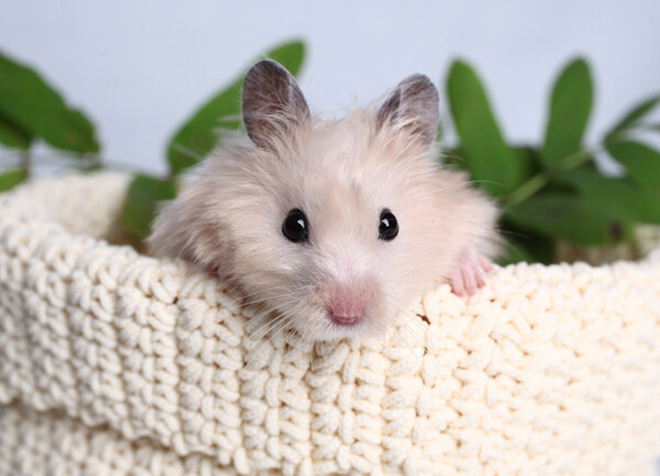 120g Paradise Pet Fish Protein Snack Hamster Sugar Glider Animal Teeth ...