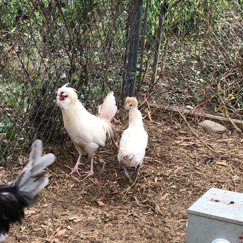 18 Fertile Chicken Hatching Eggs Barnyard Mix/Crested/Easter/Rare Breed ...