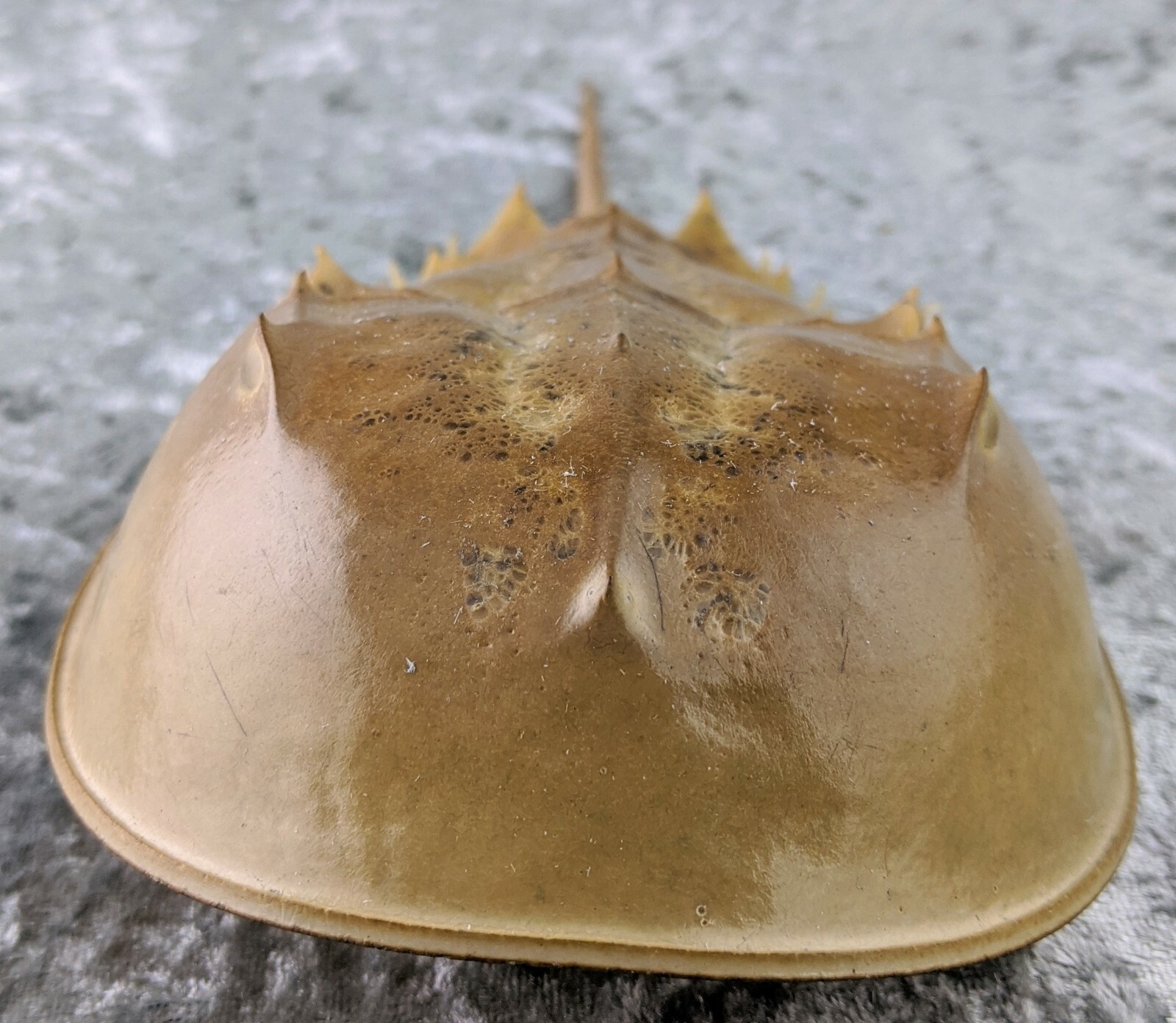 Horseshoe crab 5-7" Horseshoe Crab Ocean display collectible specimen ...