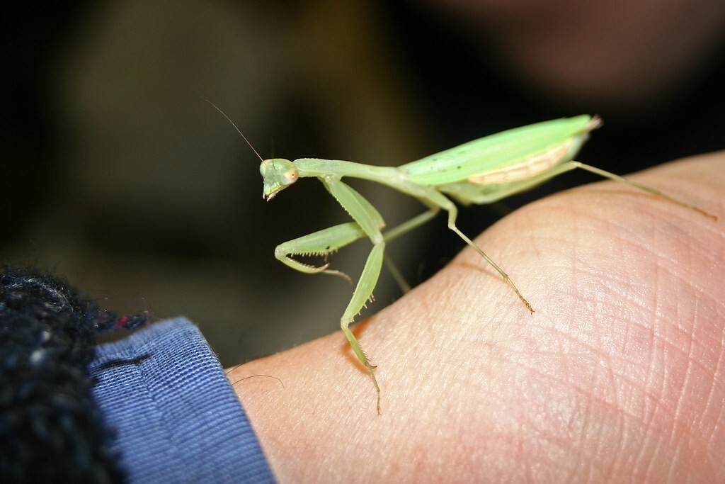 Egyptian Praying Mantis Does A Praying Mantis Bite? | Keeping Insects