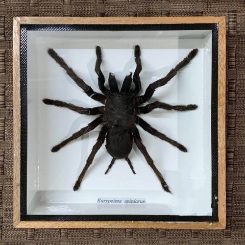 Framed Tarantula Taxidermy Collection in Wood & Glass Frame – 6" x 6 ...
