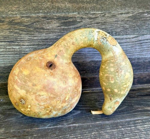 Large Dried Crookneck Gourd with Seeds for Crafting or Decor Fall ...