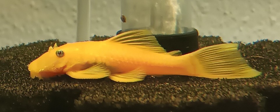 Golden Blue-Eye Bristlenose Pleco, SF @ 2-3" Ancistrus sp. Quality Live ...