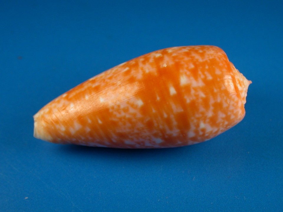 Conus bullatus, Great Color Pattern, 60.1mm, Solomons Shell G379 | eBay