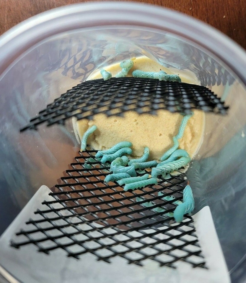 24+ Live Blue Goliath Tobacco Hornworm Pet Reptile Worm Feeders Culture ...
