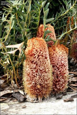 Creeping Banksia (Banksia repens) 5 seeds | eBay