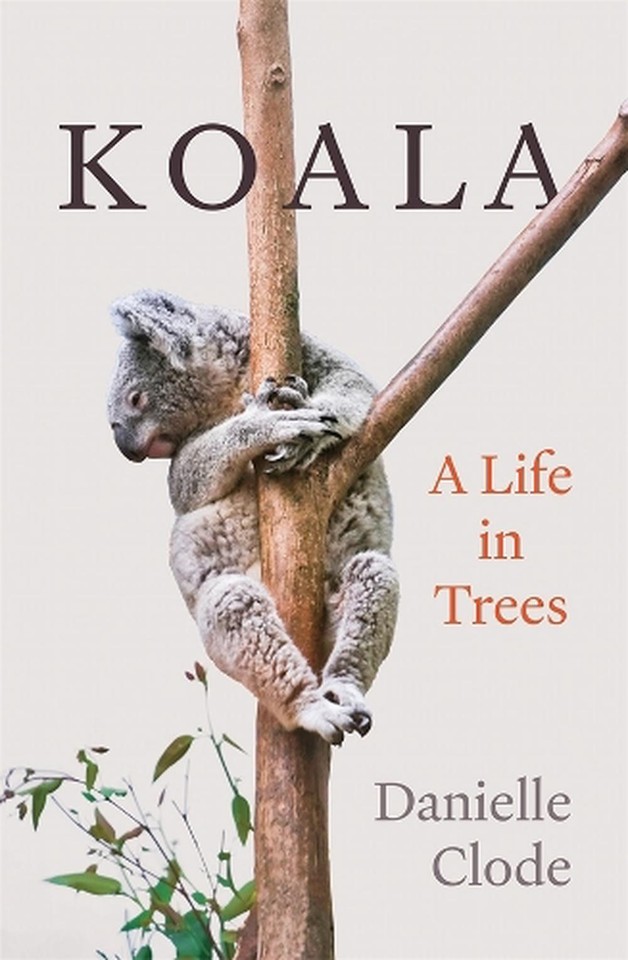 Koala: A Life in Trees by Danielle Clode Paperback Book | eBay