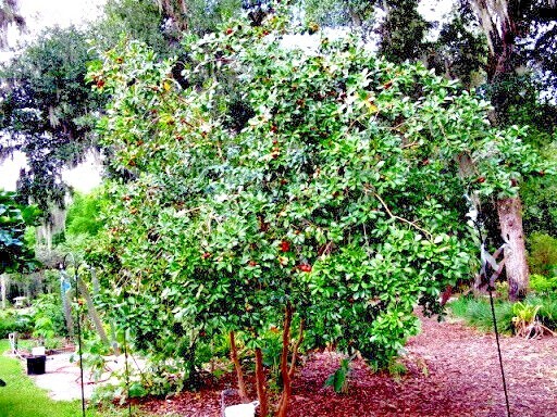 20 Lemon Apple Pink Guava Tree Fruit Seeds ‘Ruby Supreme’ Plant Psidium ...