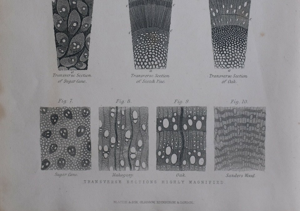 1877 PRINT SECTIONS SHOWING INTERNAL STRUCTURE OF WOODS TISSUE ...