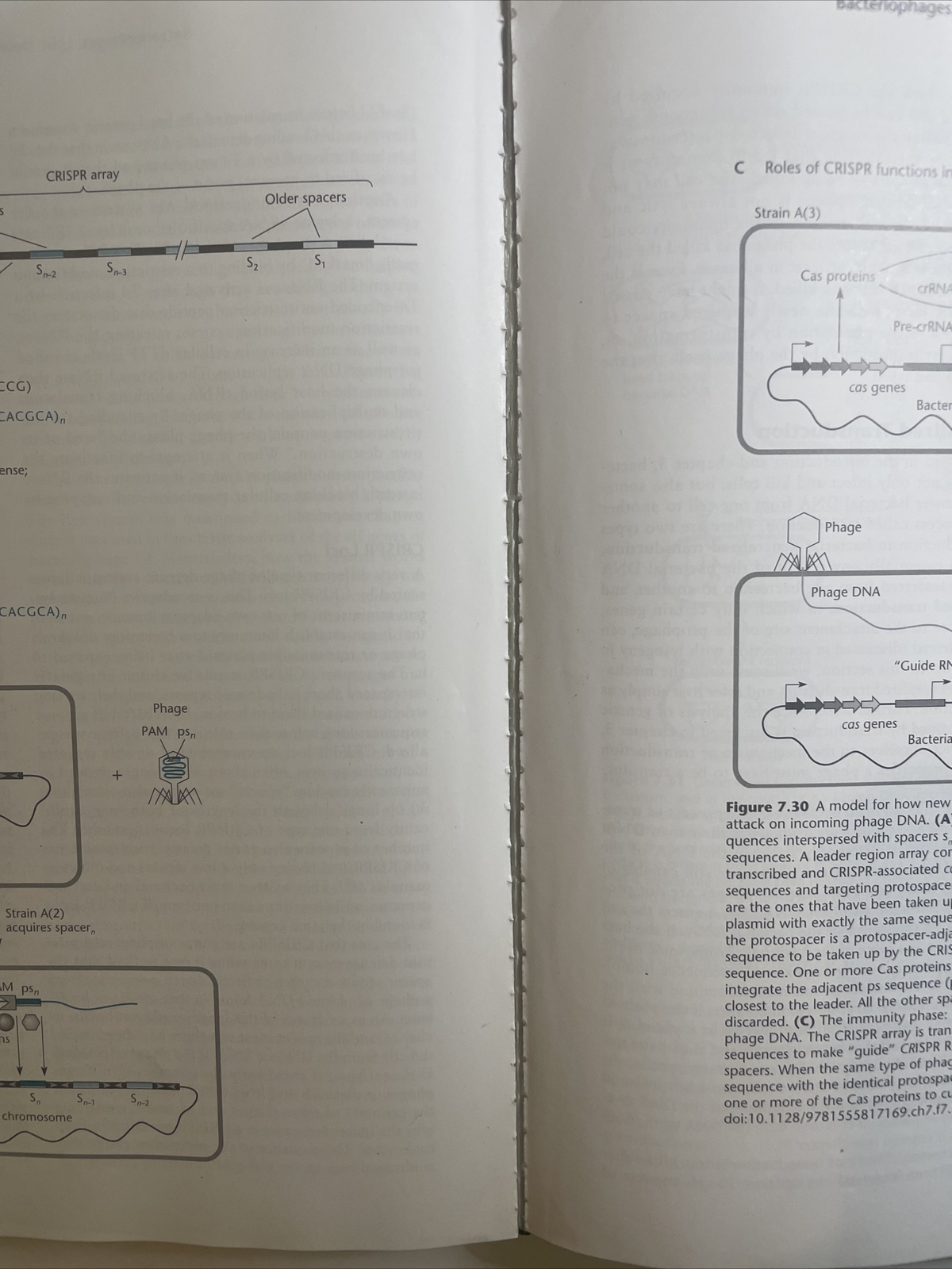 ASM Bks.: Molecular Genetics of Bacteria by Wendy Champness, Tina M ...