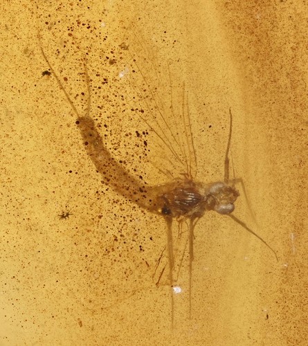 Scarce Ephemeroptera (Mayfly), Fossil Insect inclusion in Burmese Amber ...
