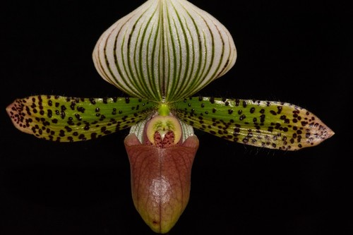 Paphiopedilum Chiara #1 (lawrenceanum fma. hyeanum x sukhakulii), in ...