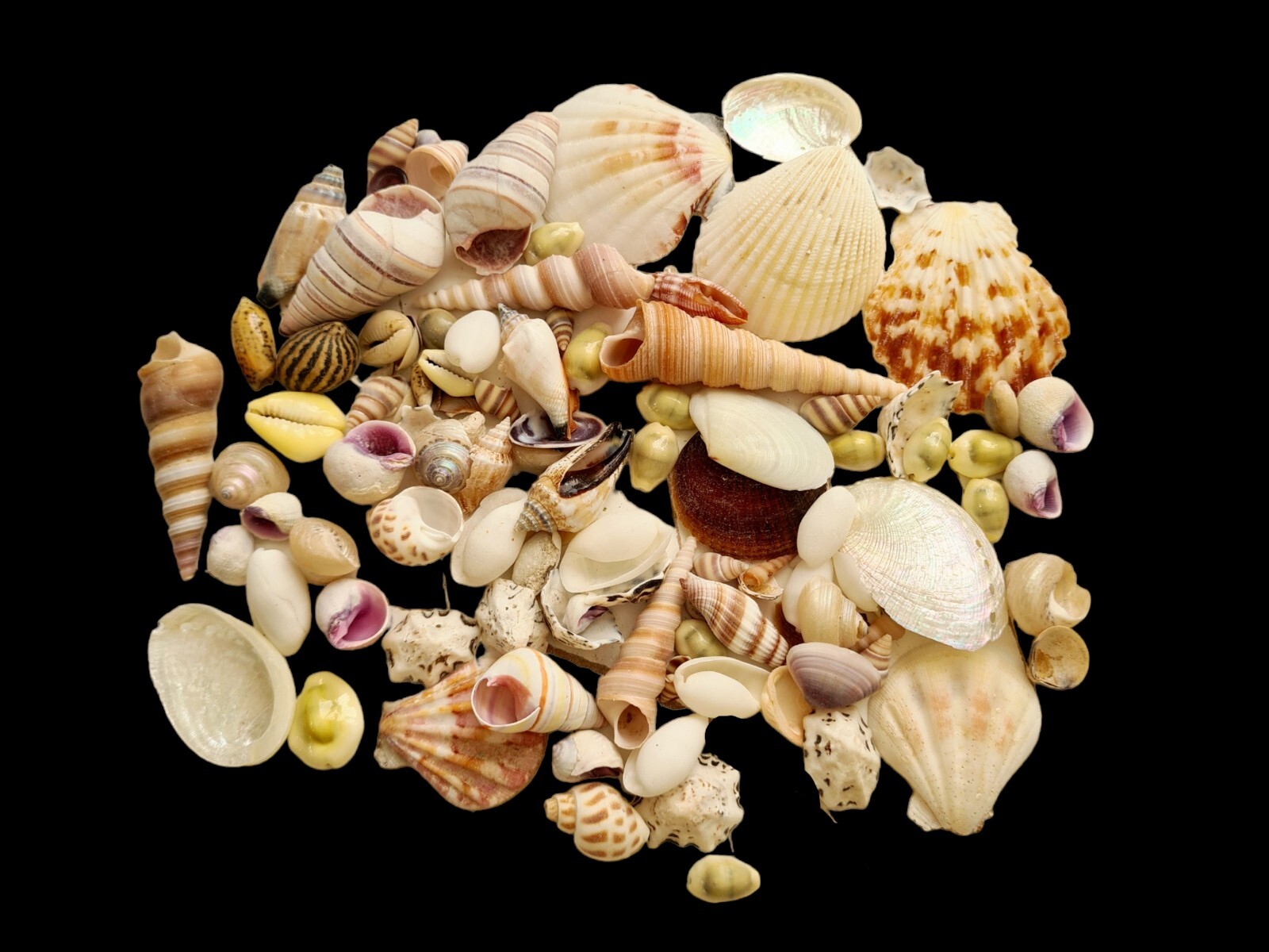 Craft Shells Natural Beach Mixed Seashells Indian Table Wedding ...
