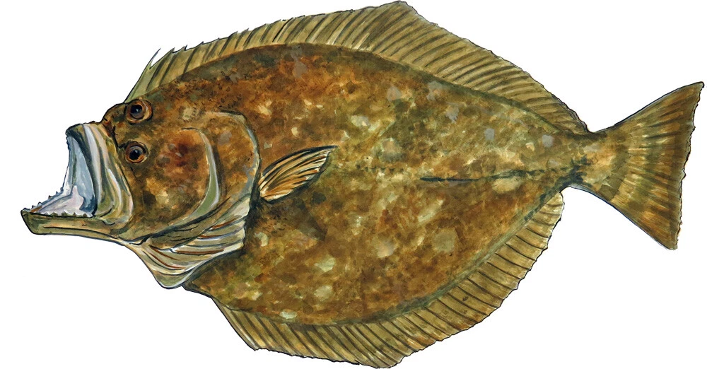 Flounder Decal