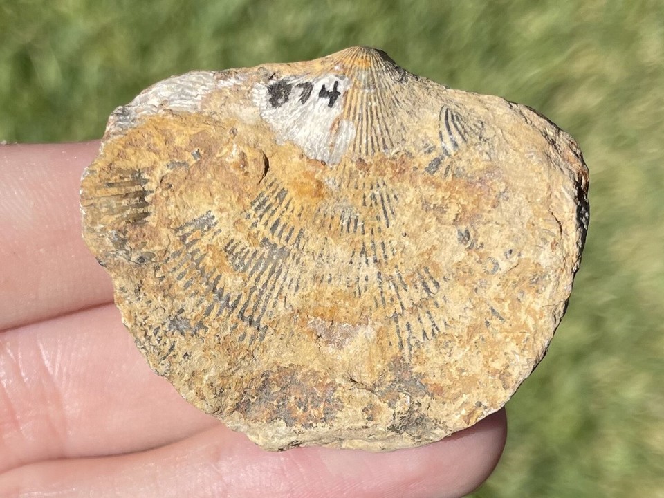 Iowa Fossil Brachiopod Atrypa independensis Devonian Age | eBay