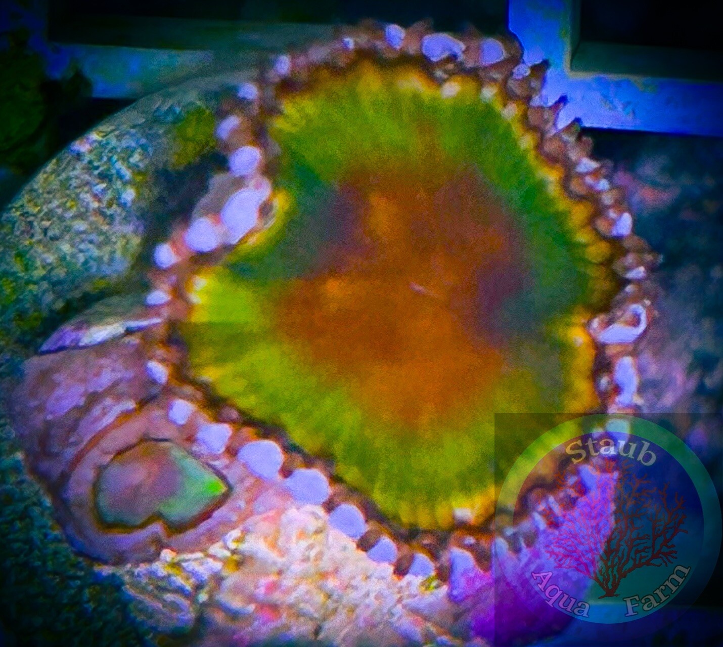 SAF~ “WYSIWYG” Palythoa Grandis Coral Frag, Paly, Zoa, Live, Colony | eBay