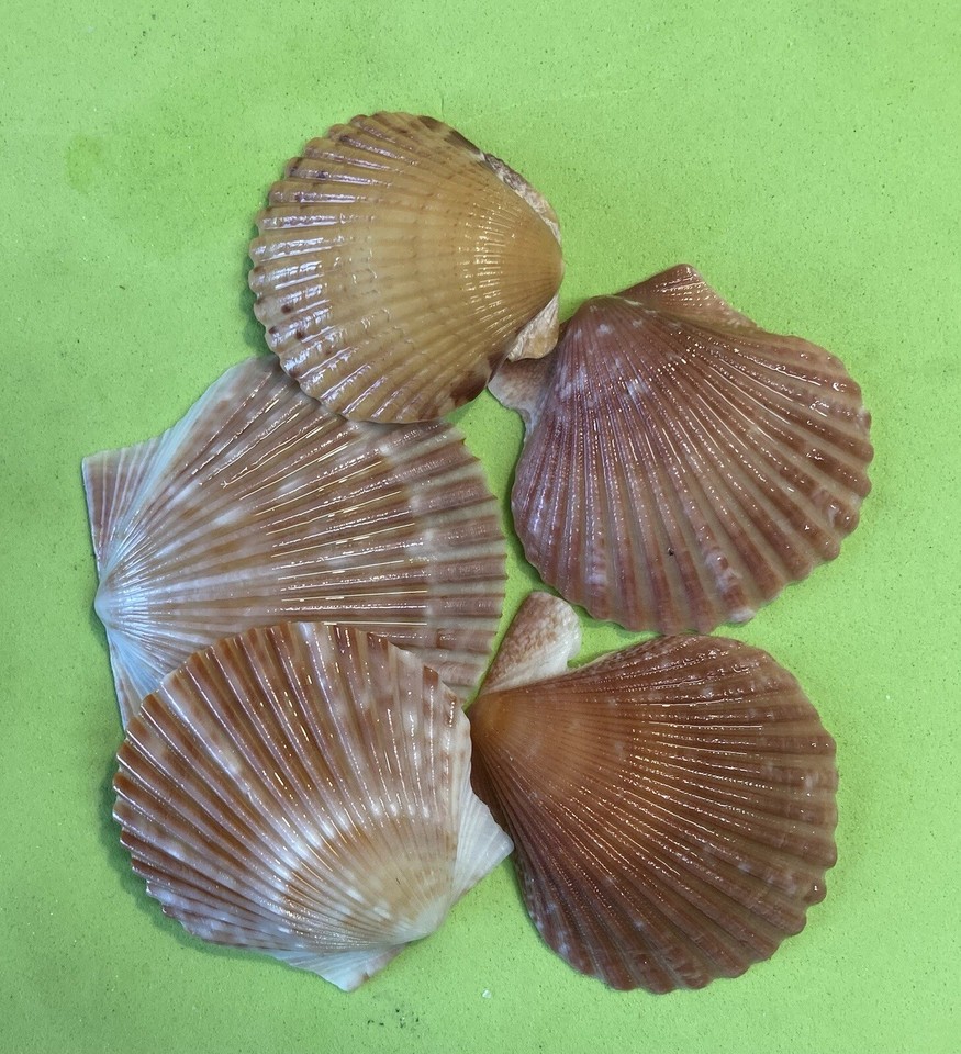 Buy 25 Bay Scallop Seashells Get 25 Free Hand Picked, Washed, Polished ...