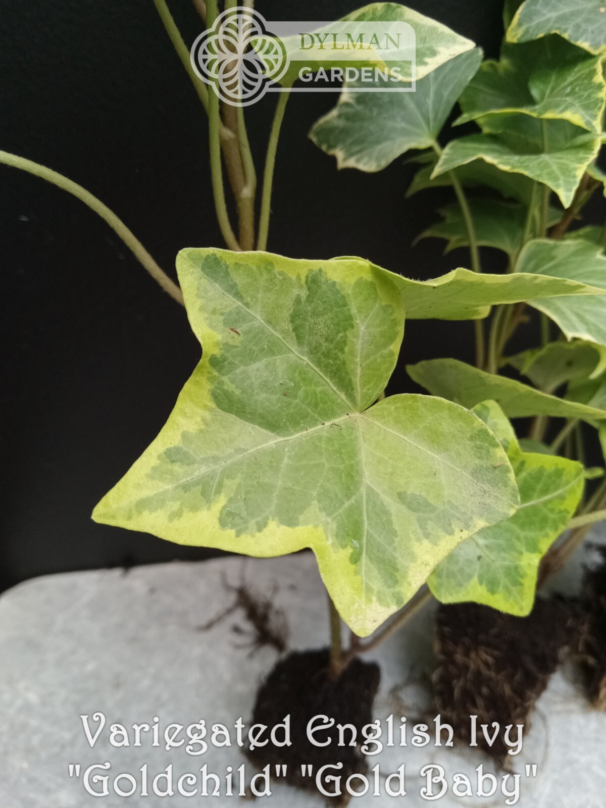 10 English Ivy 'Goldchild' Live Plants - Hedera helix - Size 1 - Free ...