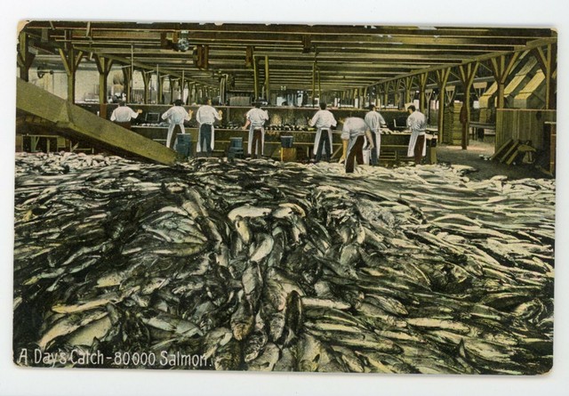 Fishing Fish Salmon processing plant cannery vintage antique labor ...