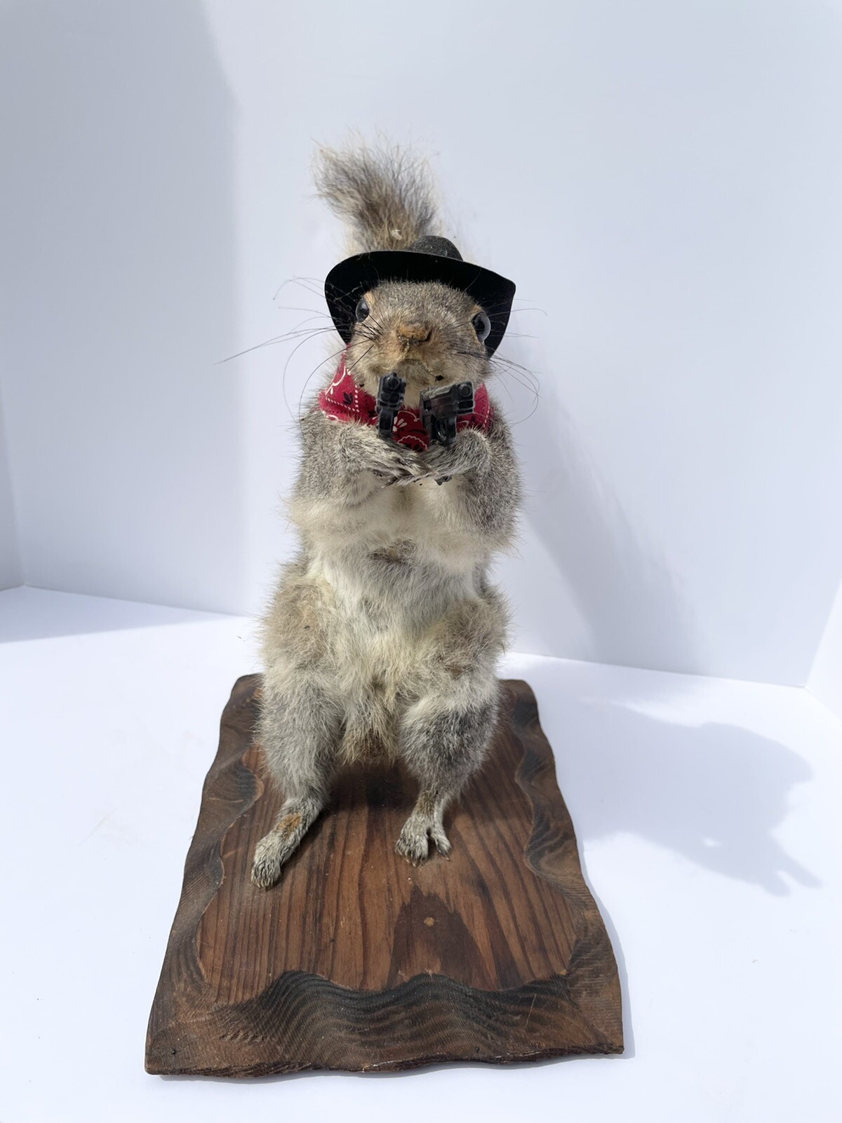 Taxidermy Squirrel Cowboy Taxidermy Curiosity Oddities | eBay