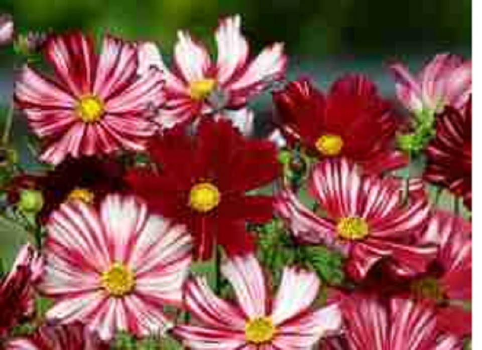 20 X COSMOS B MINI PLUG PLANTS CHOICE OF VARIETIES FREE POSTAGE | eBay UK