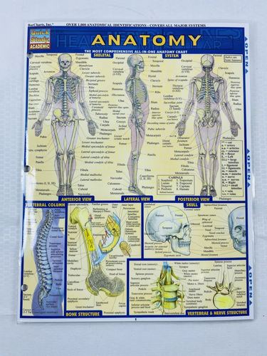 "Anatomy" Laminated Fold Out -Quick Study Academic Bar Charts Inc ...