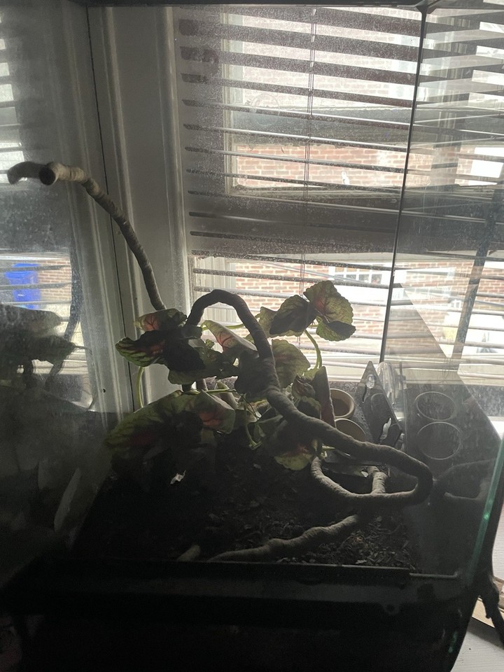 10 gallon lizard tank comes with all lizard needs and will be clean ...