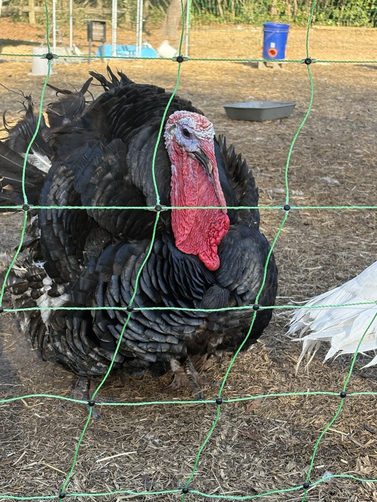 Fertilized, Turkey Eggs Heritage, Broad Breasted For Sale ! Mystery Mix ...