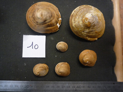 040.01 C - VELATES SCHMIEDELI - LOT N°10 X 6 - FOSSILE DU BASSIN ...