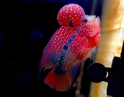 King Kamfa Flowerhorn F3 Big Kok Super Vip High Quality | eBay