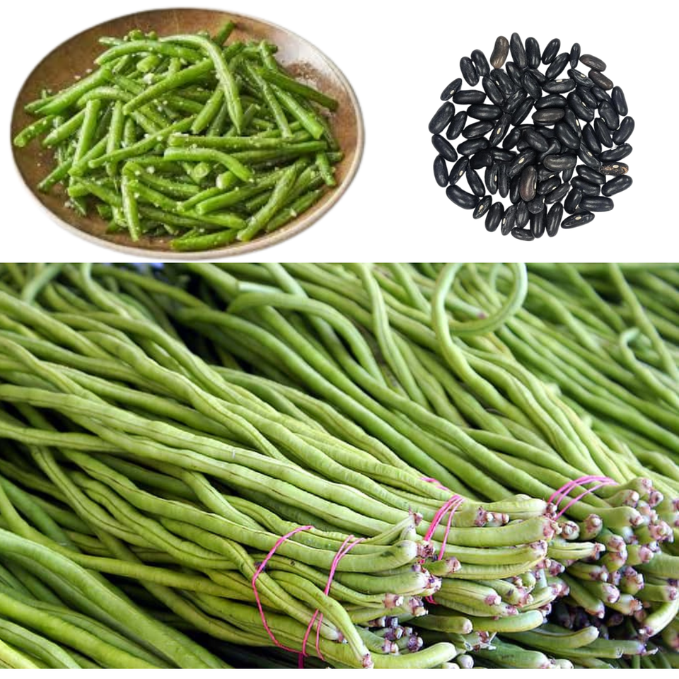 Organic Fresh 2024 Rare HAWARI, LONG GREEN BEAN Seeds,Free Shipping ...