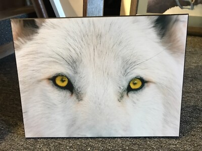 Wolf eyes white wolf picture plak mounted captivating 9.5” by 12.75 ...