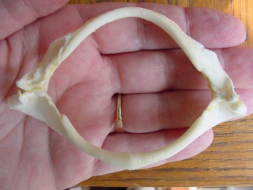 SJ410-10) 3" Smooth hound Grey SHARK jaw teeth Mustelus californicus ...