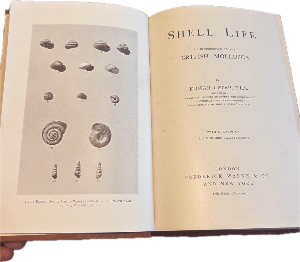 1901 Shell 🐚 Life by Edward Step Antique British Mollusca Book Vintage ...