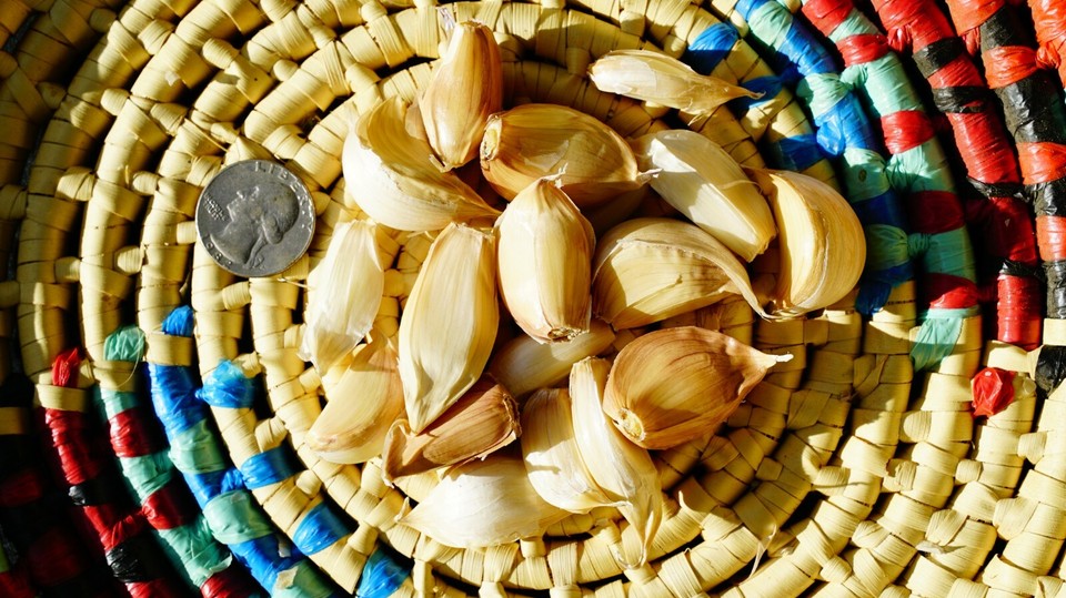 Polish GARLIC Bulbs 1/2 - 10lbs Fresh Organic Heirloom Hardneck Plant ...